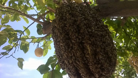 ΤΑ ΜΕΛΙΣΣΙΑ ΜΑΣ :: https://tomelitiszois.gr